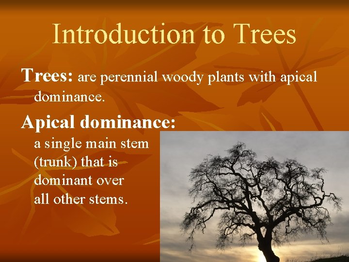 Sustainable Resources 1112 Forestry Unit Introduction to Trees