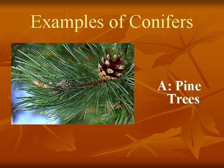 Sustainable Resources 1112 Forestry Unit Introduction to Trees