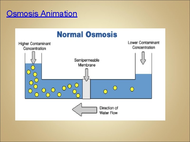 Unit 2 Cells Bio 2 Human Biology Cells