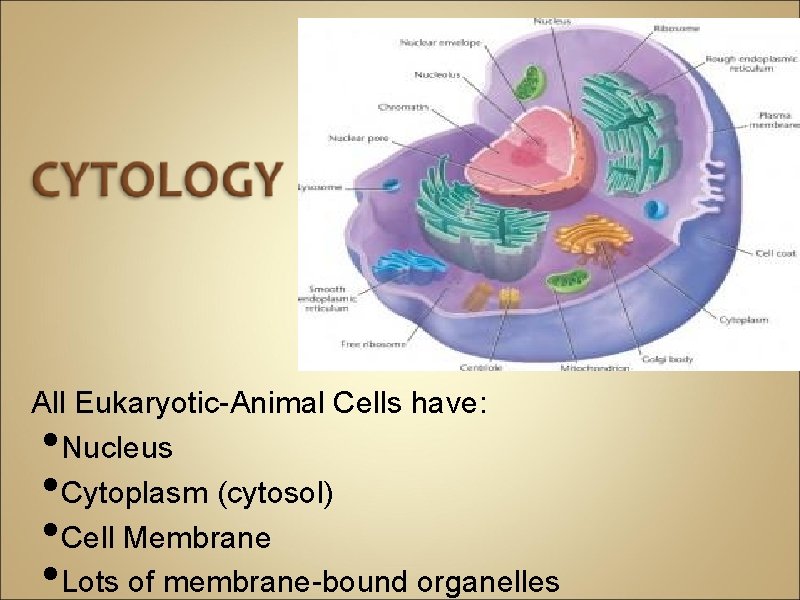 Unit 2 Cells Bio 2 Human Biology Cells