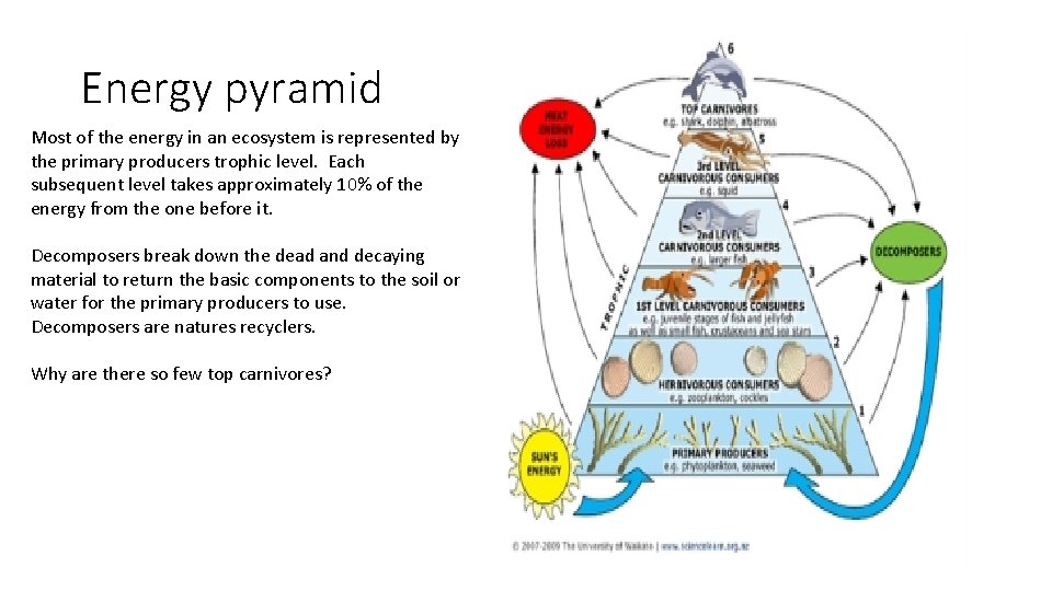 Energy pyramid Most of the energy in an