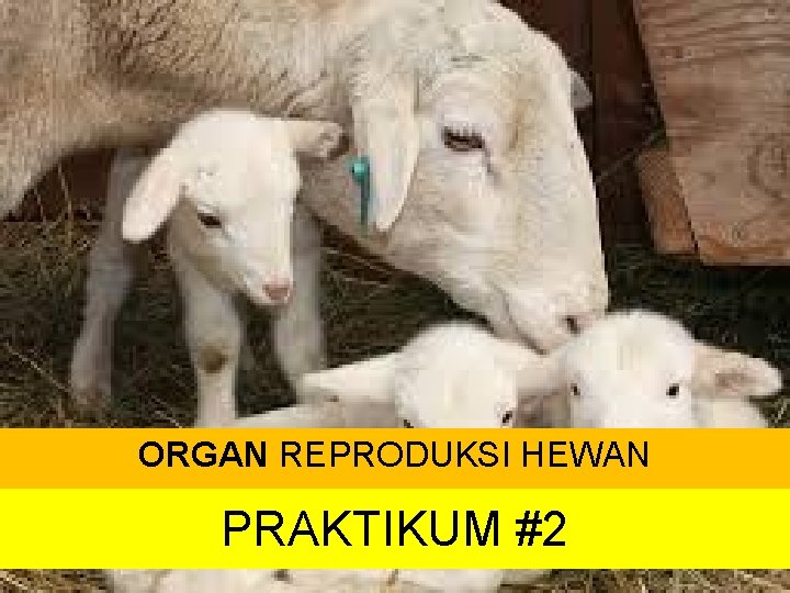 ORGAN REPRODUKSI HEWAN PRAKTIKUM 2 DOMBA Ram Reproductive