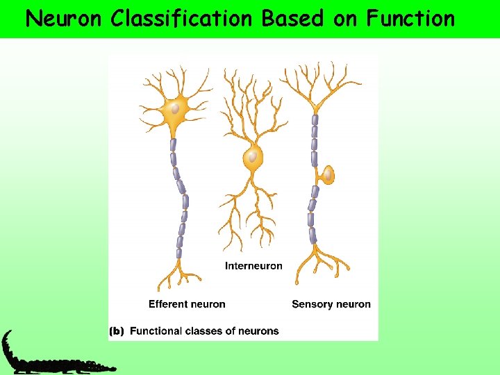 Neurons A nerve cell capable of generating and