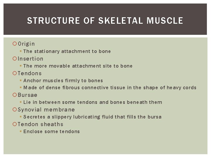 CHAPTER 7 STUDY GUIDE MUSCULAR SYSTEM Anatomy Bowl