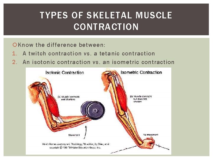 CHAPTER 7 STUDY GUIDE MUSCULAR SYSTEM Anatomy Bowl