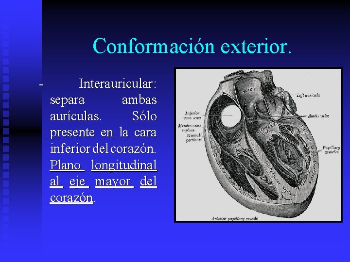 ANATOMA DEL CORAZN Dr Ricardo Gutirrez Leal Cardilogo