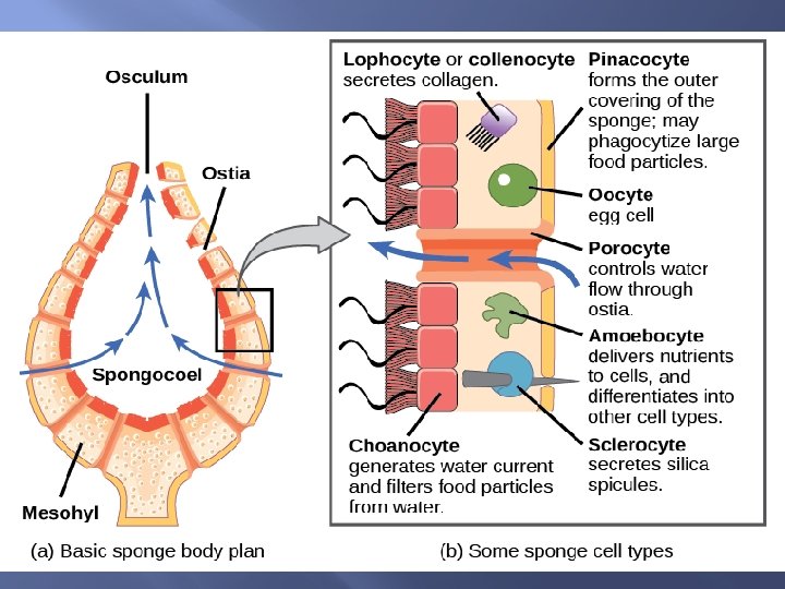 Subkingdom Parazoa Phylum Porifera The Sponges This includes
