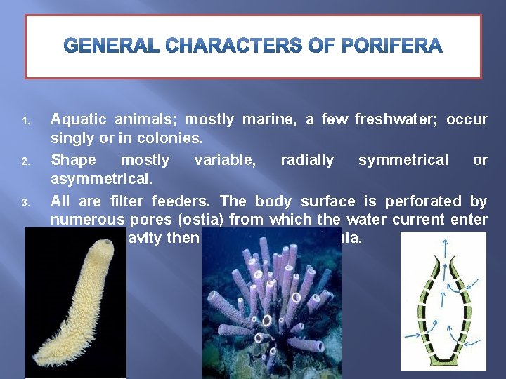 Subkingdom Parazoa Phylum Porifera The Sponges This includes