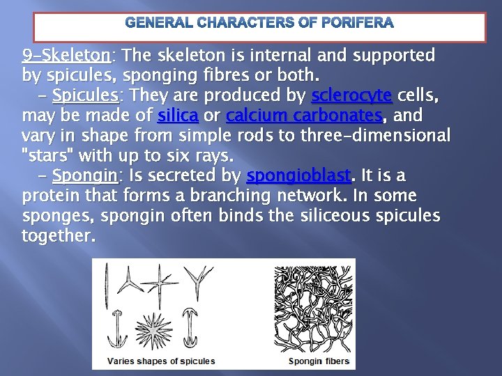 Subkingdom Parazoa Phylum Porifera The Sponges This includes