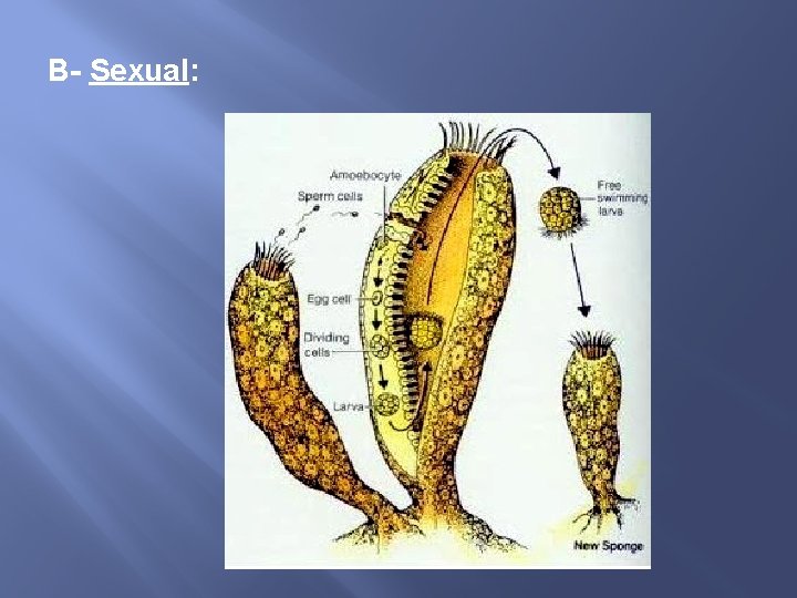 Subkingdom Parazoa Phylum Porifera The Sponges This includes