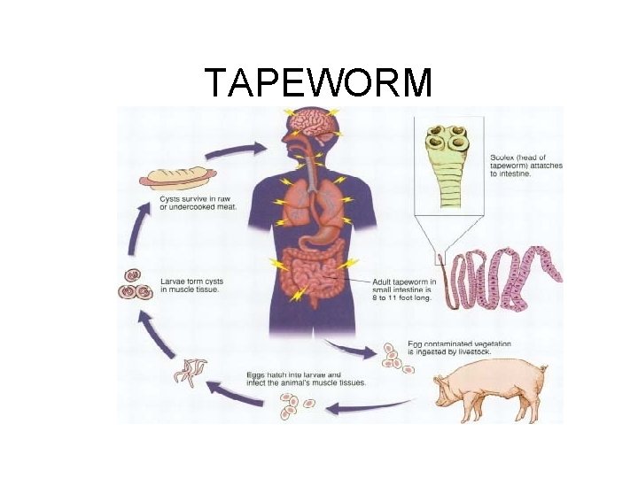 DISEASE IMMUNITY DEFENSE MECHANISMS IMMUNE RESPONSE CAUSES PATHOGENS