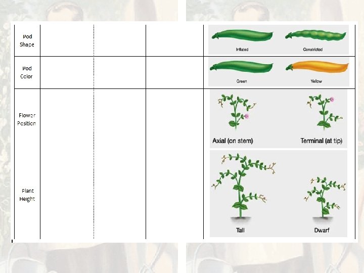 Section 9 1 The Work of Gregor Mendel
