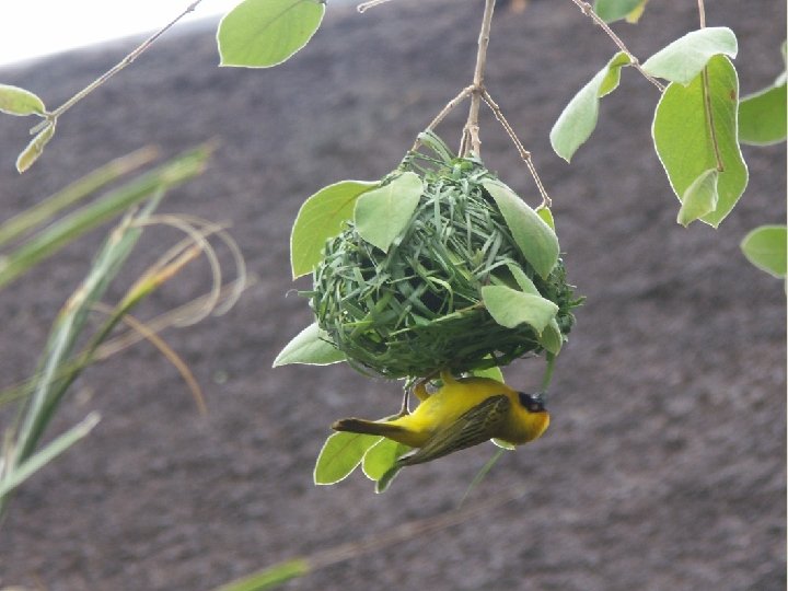 How he builds Weaver bird How he moves