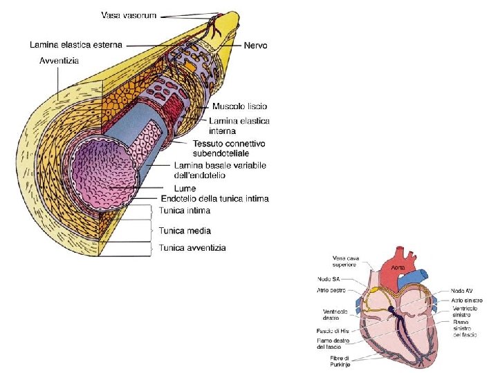 DISCIPLINE MORFOLOGICHE UMANE ANATOMIA UMANA ISTOLOGIA EMBRIOLOGIA ...