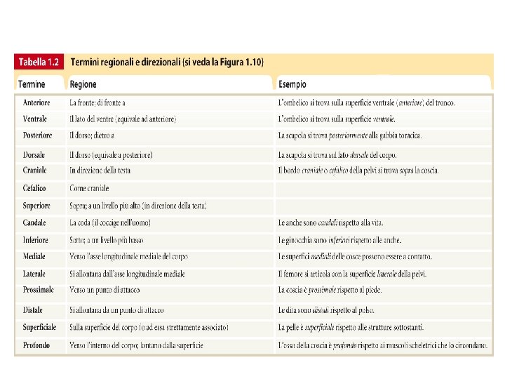 DISCIPLINE MORFOLOGICHE UMANE ANATOMIA UMANA ISTOLOGIA EMBRIOLOGIA ...
