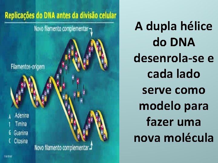 Genes DNA Cromossomos DNA CIDO DESOXIRIBONUCLICO O cido