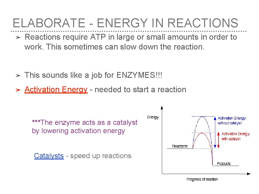 CHEMICAL REACTIONS AND ENZYMES Big Q What role