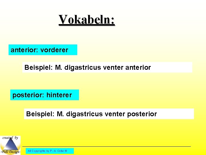 LERNFELD 5 Endodontische Behandlungen begleiten 08 Die arterielle