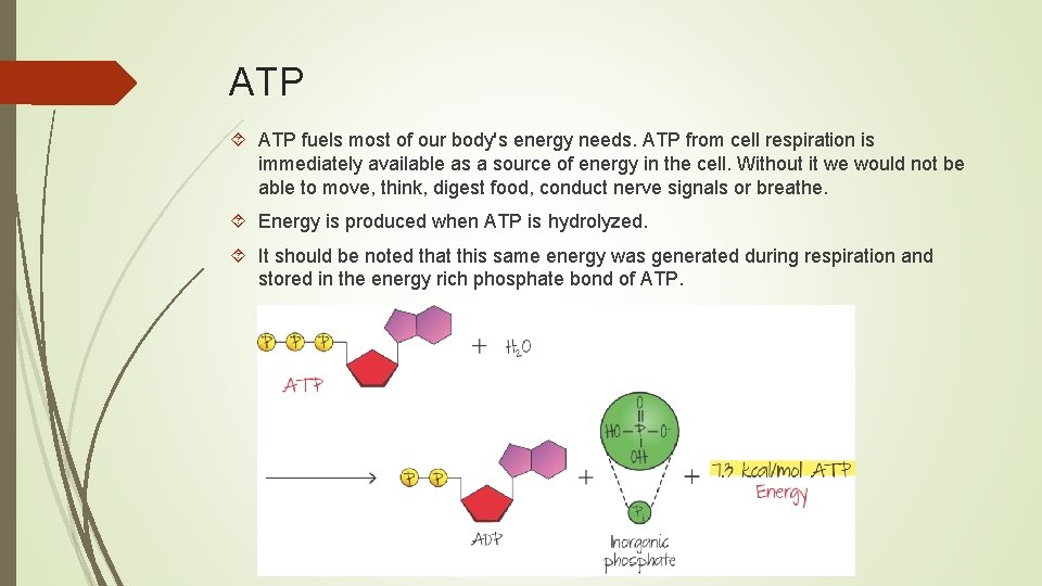 Cellular Respiration Subtopic 2 8 The essential Idea