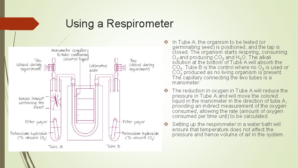Cellular Respiration Subtopic 2 8 The essential Idea