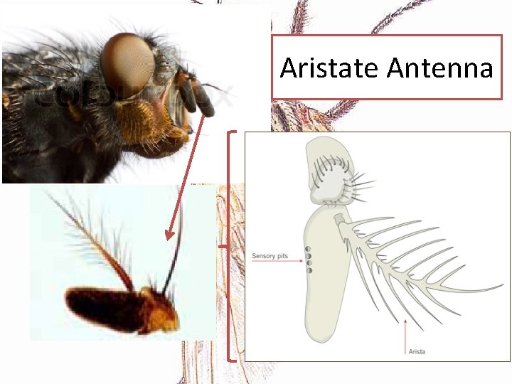 Amal almuhanna ZOO 511 Scientific classification Kingdom Animalia