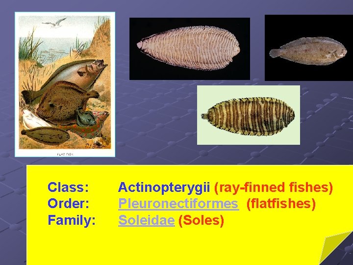 soleidae by Joseph C Rayos Philippines Class Order