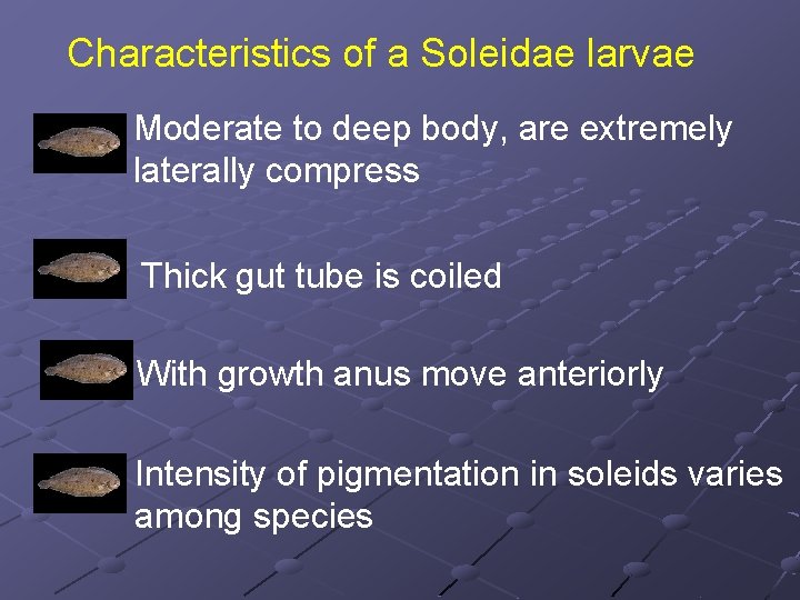 soleidae by Joseph C Rayos Philippines Class Order