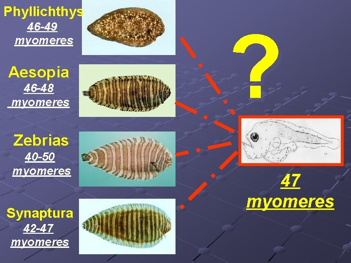 soleidae by Joseph C Rayos Philippines Class Order