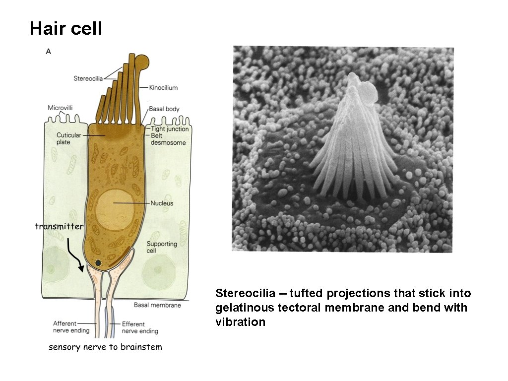 Anatomy of Inner Ear Audition Cochlea detects sound
