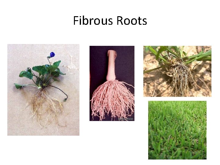 Which plant structure is the site of photosynthesis
