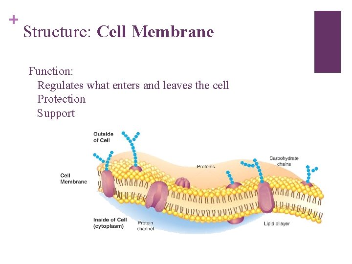Cell Boundaries Chapter 7 Objectives n What are