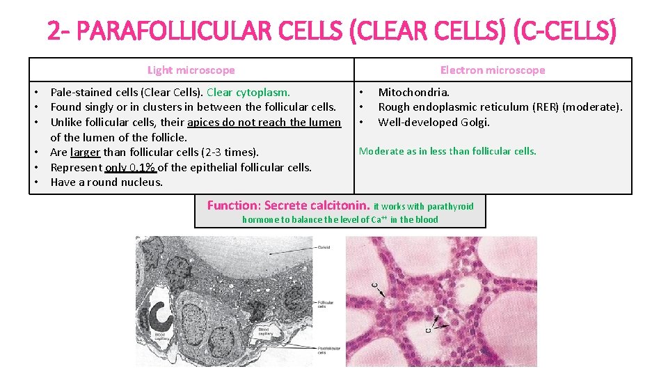 THYROID PARATHYROID GLANDS Color index Slides Important Notes