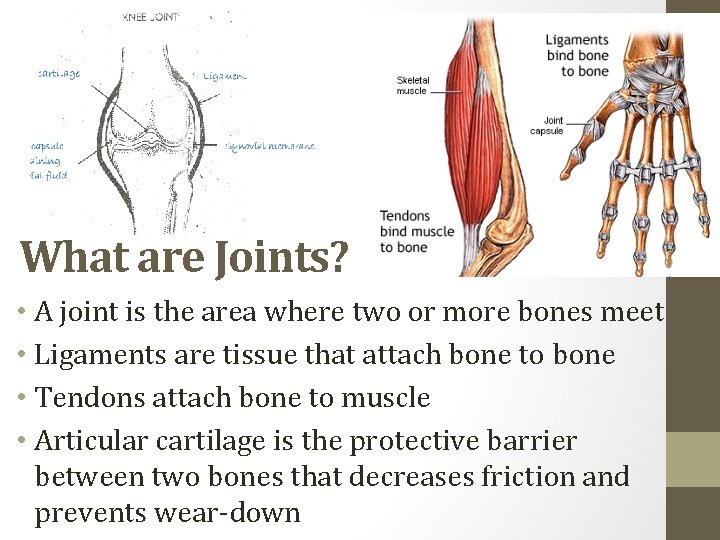 What are Joints A joint is the area