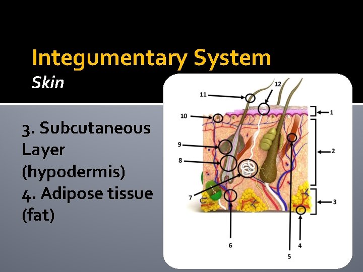 Indiana Standard 3 Integumentary System Integumentary System Skin