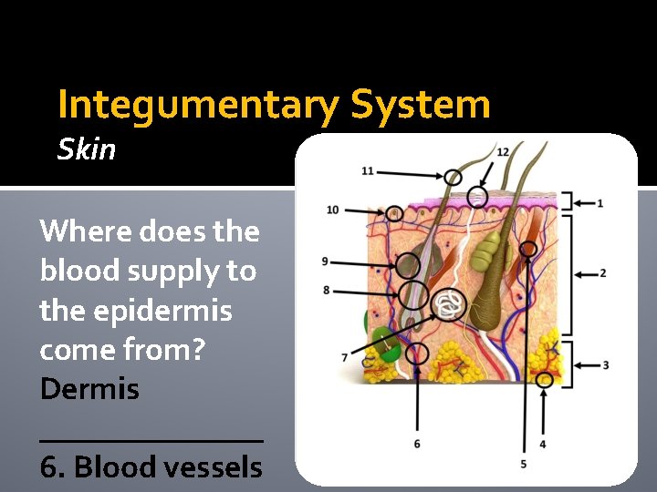 Indiana Standard 3 Integumentary System Integumentary System Skin