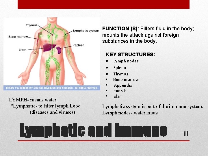 Human Body Systems By Kinize Martin 1 FUNCTION