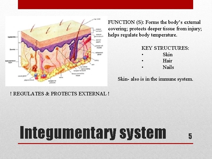 Human Body Systems By Kinize Martin 1 FUNCTION