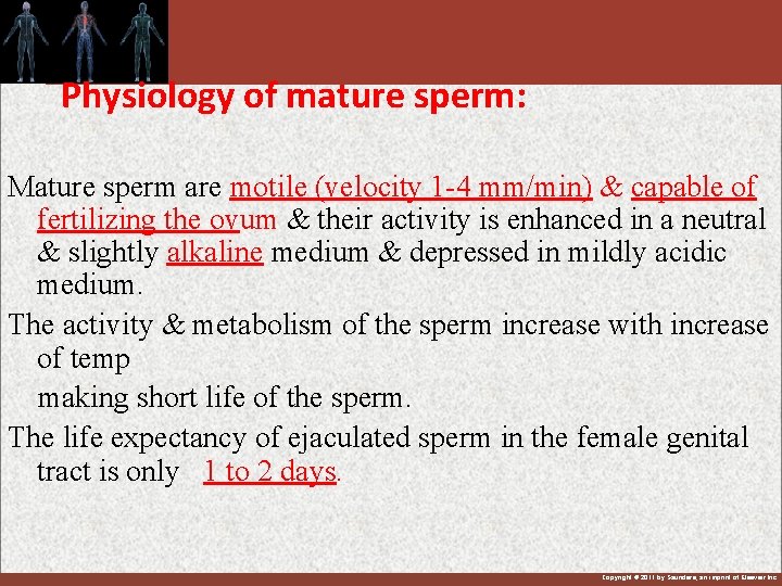 Male Reproductive System Figure 80 1 Copyright 2011
