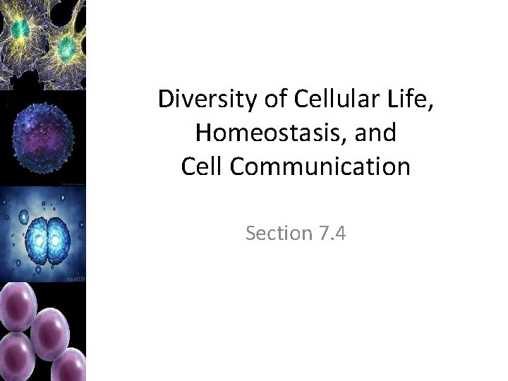 Diversity of Cellular Life Homeostasis and Cell Communication
