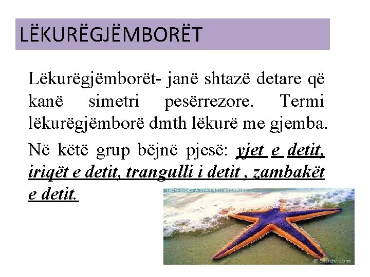 Klasifikimi i pakurizorve Lnda Biologji Tema 6 Klasifikimi