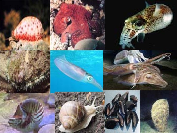 Klasifikimi i pakurizorve Lnda Biologji Tema 6 Klasifikimi