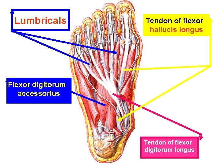 SOLE OF THE FOOT First layer Fibrous flexor