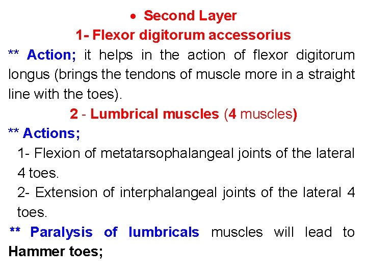 SOLE OF THE FOOT First layer Fibrous flexor