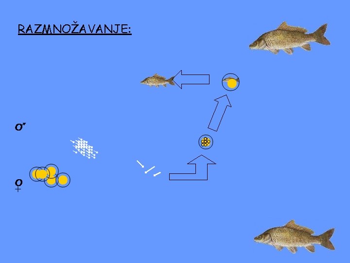 Biologija 7 Ribe RIBE Biologija 7 Ribe Morski