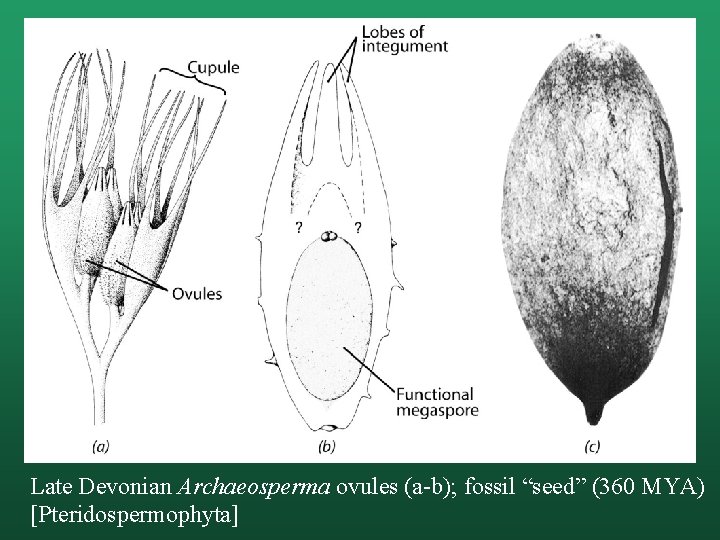 BIOLOGY 3404 F EVOLUTION OF PLANTS Fall 2008