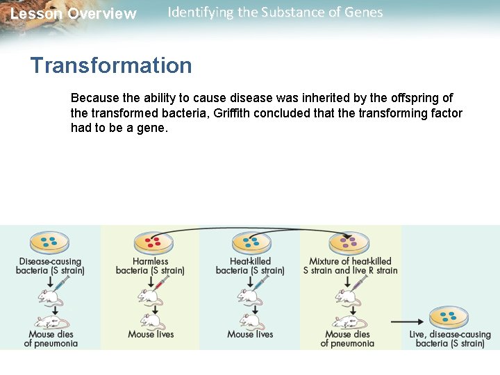 Lesson Overview 12 1 Identifying the Substance of