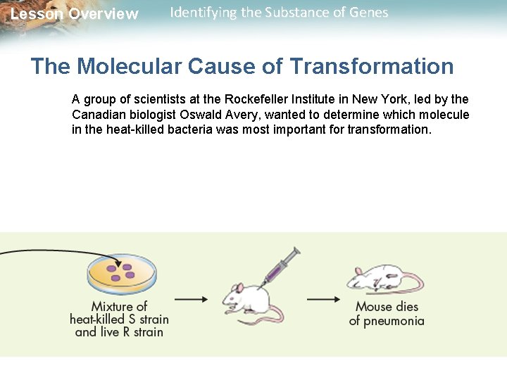Lesson Overview 12 1 Identifying the Substance of