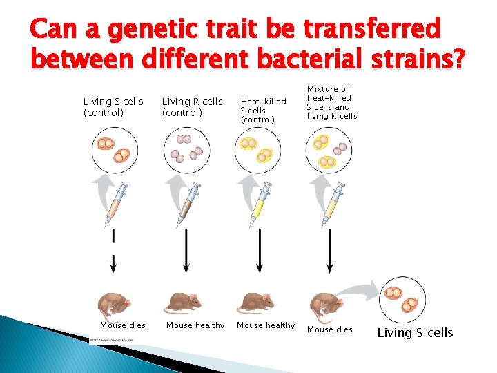 The Molecular Basis of Inheritance Chapter 16 Lifes