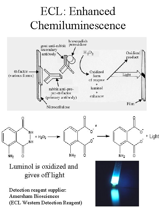 Yeast Secretory Pathway Lab 3 Probing Developing the