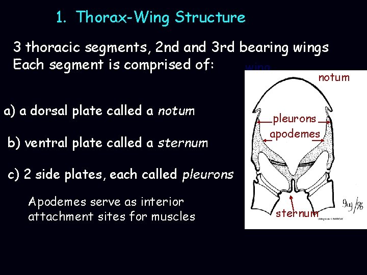 Insect Flight A Wing Structure B Flight Mechanism